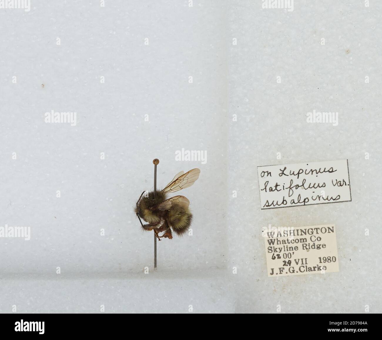 Skyline Ridge, Whatcom, Washington, United States, Bombus sp., Animalia ...