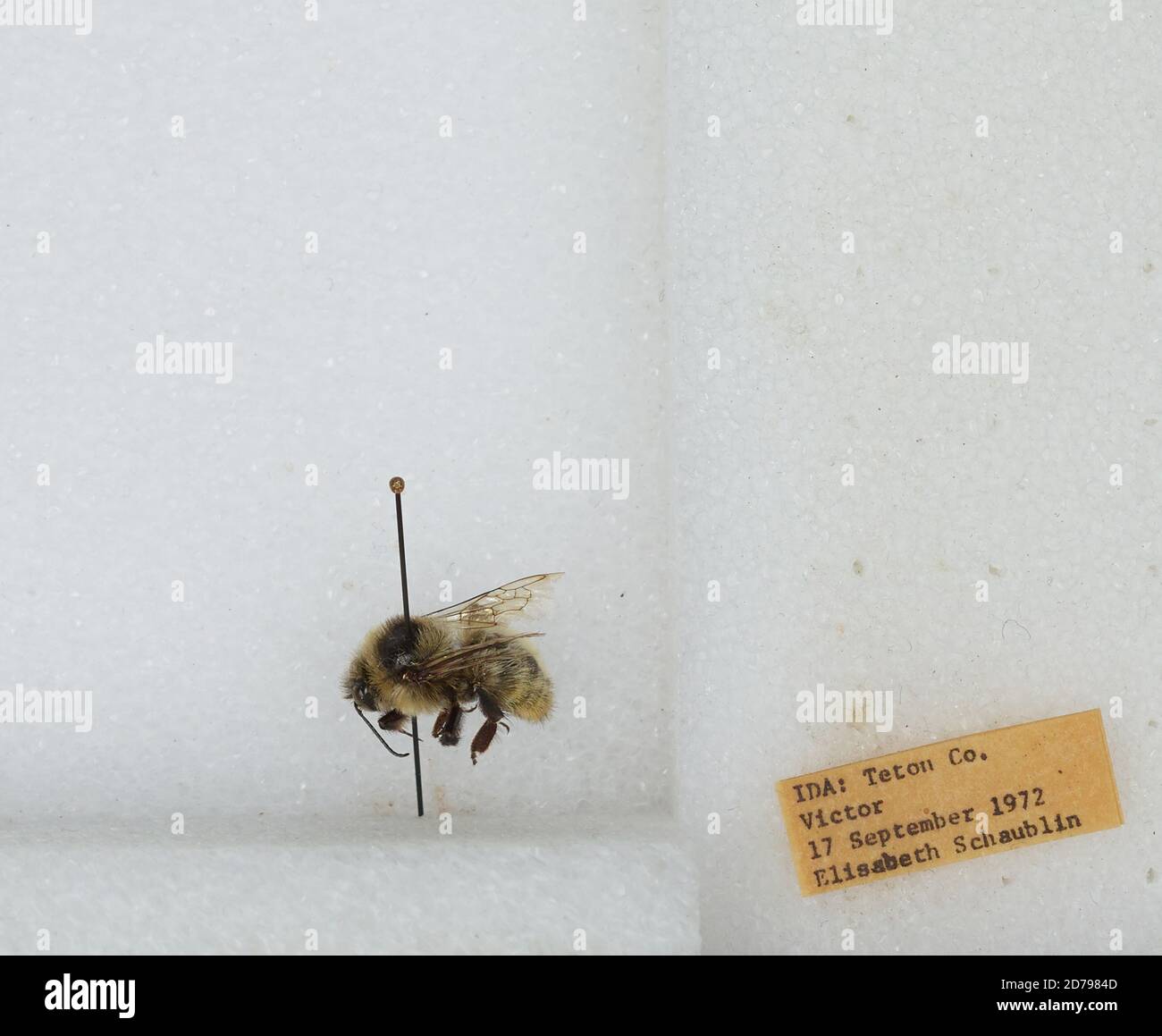 Victor, Teton, Idaho, United States, Bombus sp., Animalia, Arthropoda ...