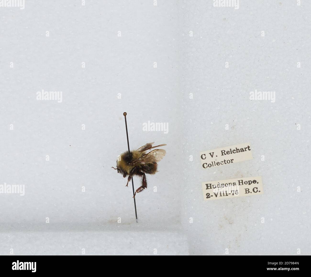 Hudson's Hope, British Columbia, Canada, Bombus sp., Animalia ...