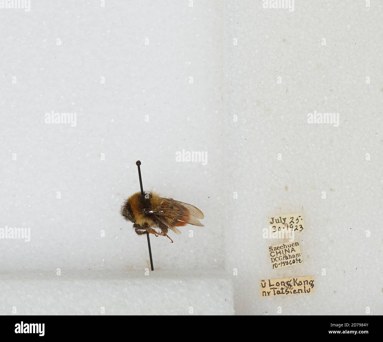 Ãœ Long Kong near Kanding, Sichuan, China, Bombus sp., Animalia ...