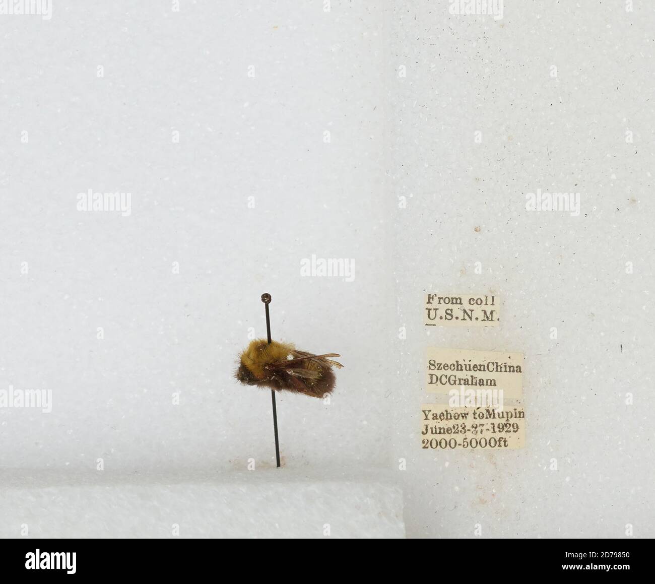 Yucheng to Muping, Sichuan, China, Bombus sp., Animalia, Arthropoda ...
