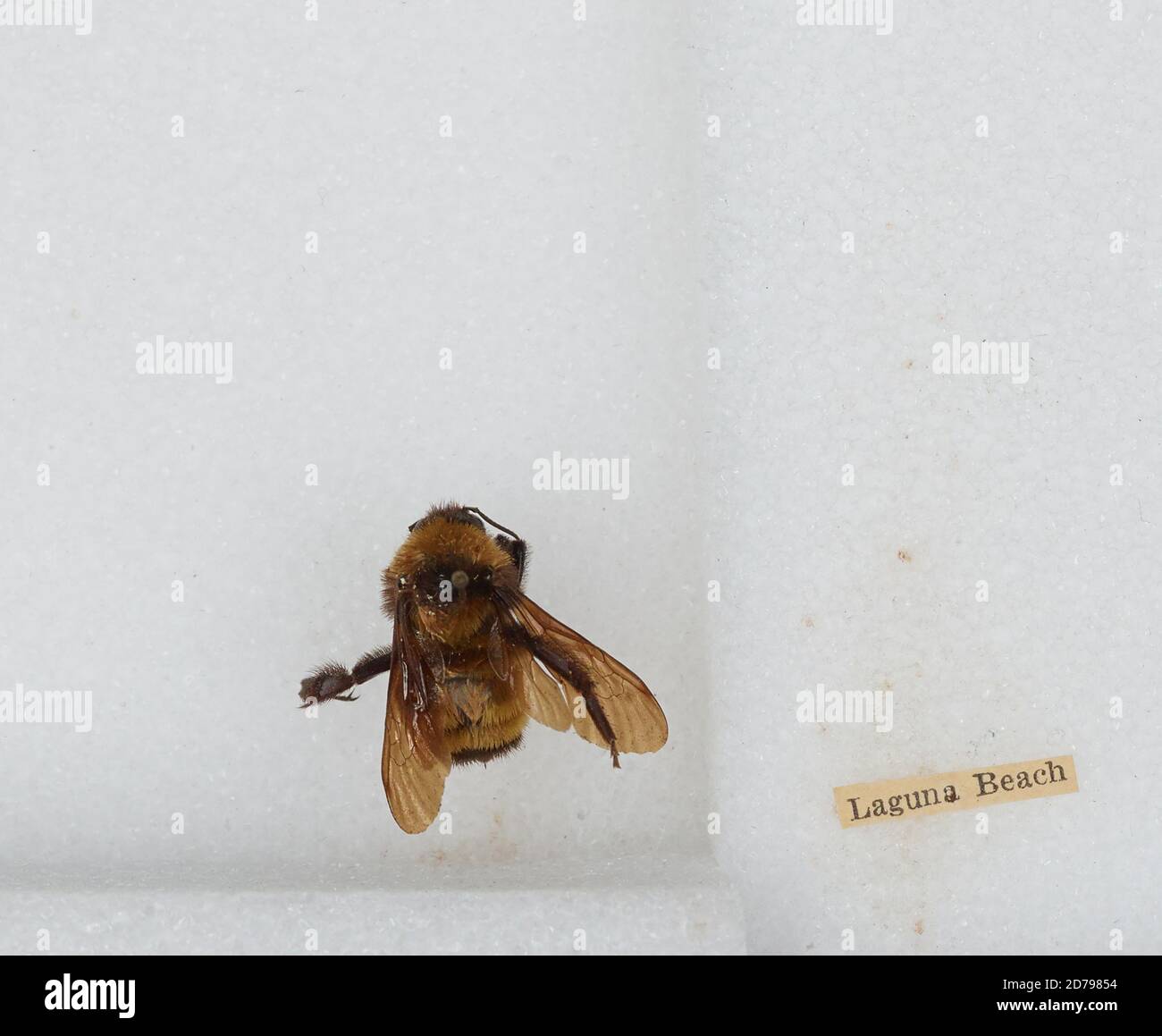 Laguna Beach, Orange, California, United States, Bombus sp., Animalia ...