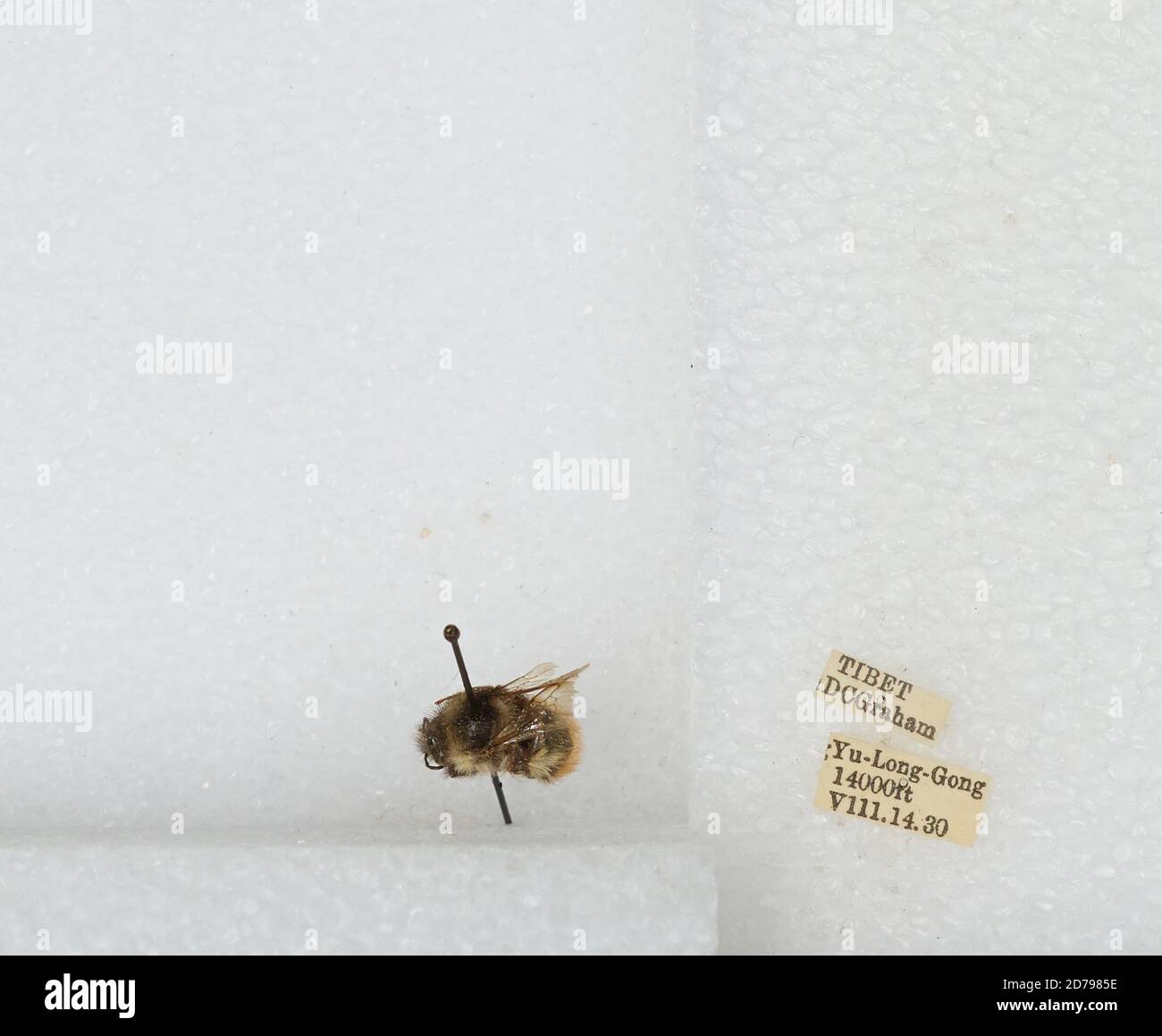 Yu-Long-Gong, Tibet Autonomous Region, China, Bombus sp., Animalia ...