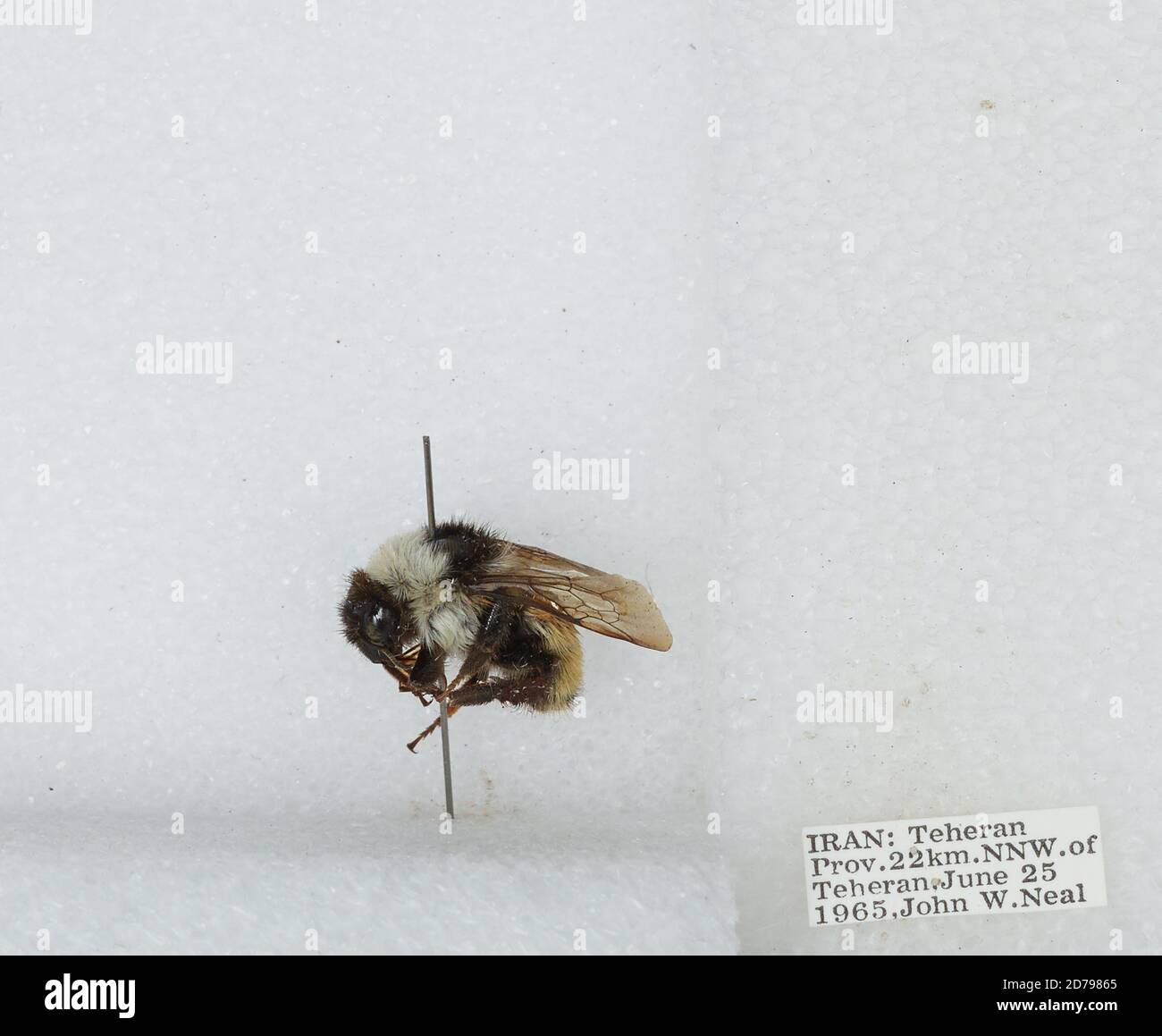 22 km NNW of Tehran, Tehran, Iran, Bombus sp., Animalia, Arthropoda ...