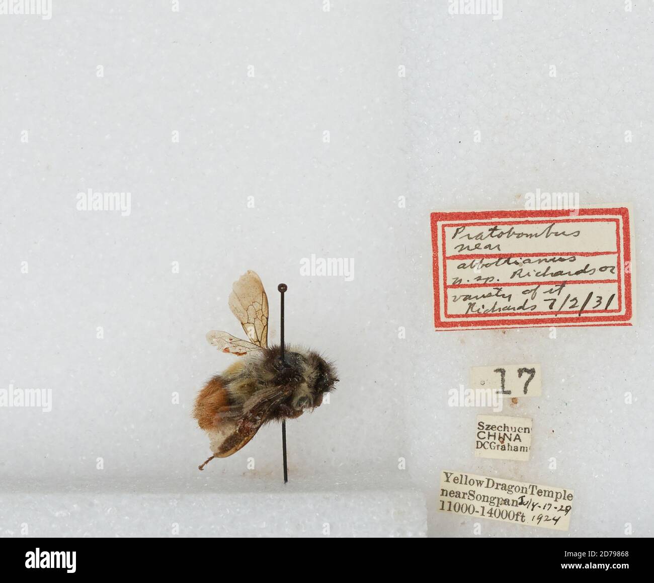 Yellow Dragon Temple near Songpan, Sichuan, China, Bombus sp., Animalia ...
