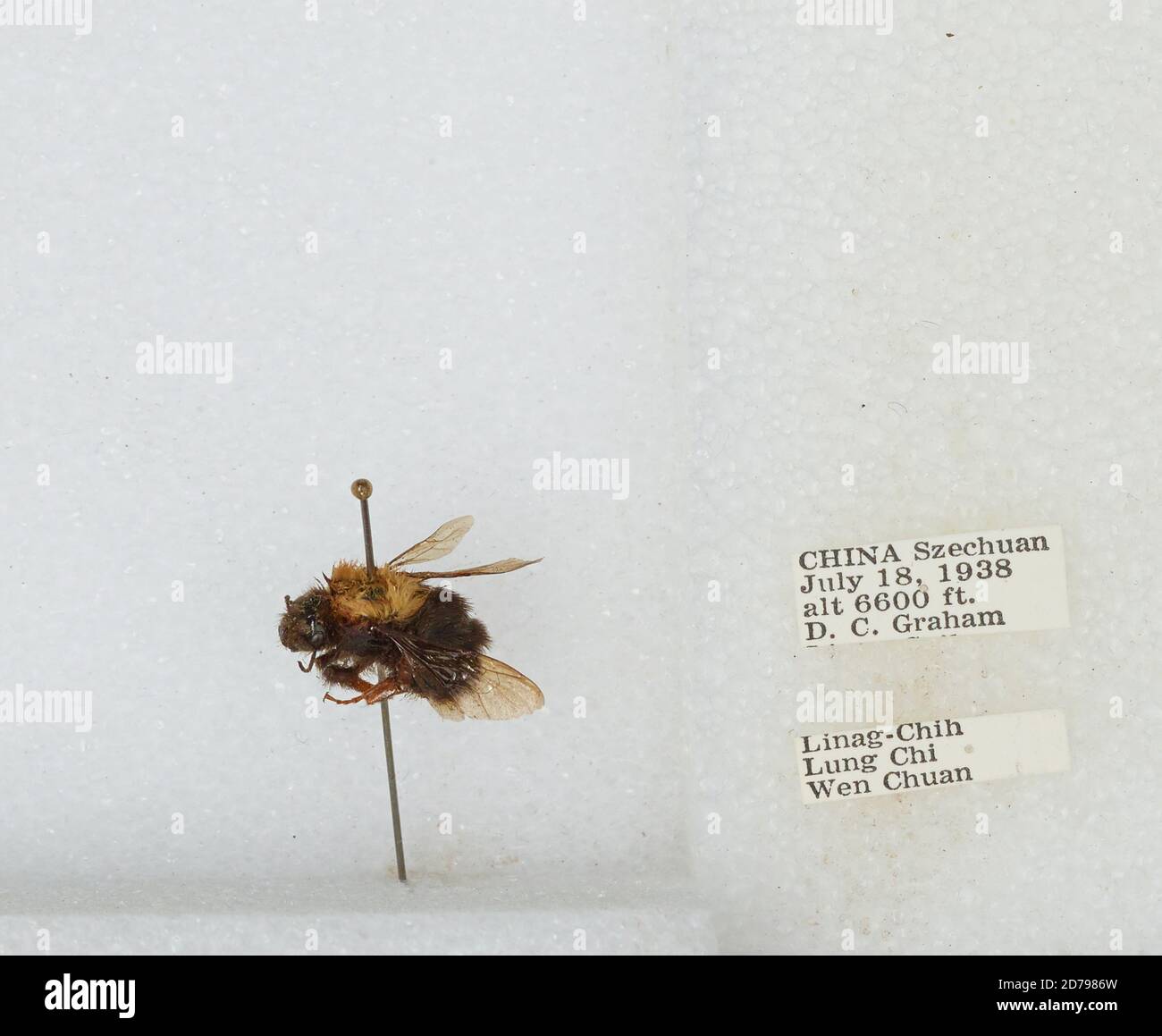 Linag-Chih, Lung Chi, Wenchuan Xian, Sichuan, China, Bombus sp ...