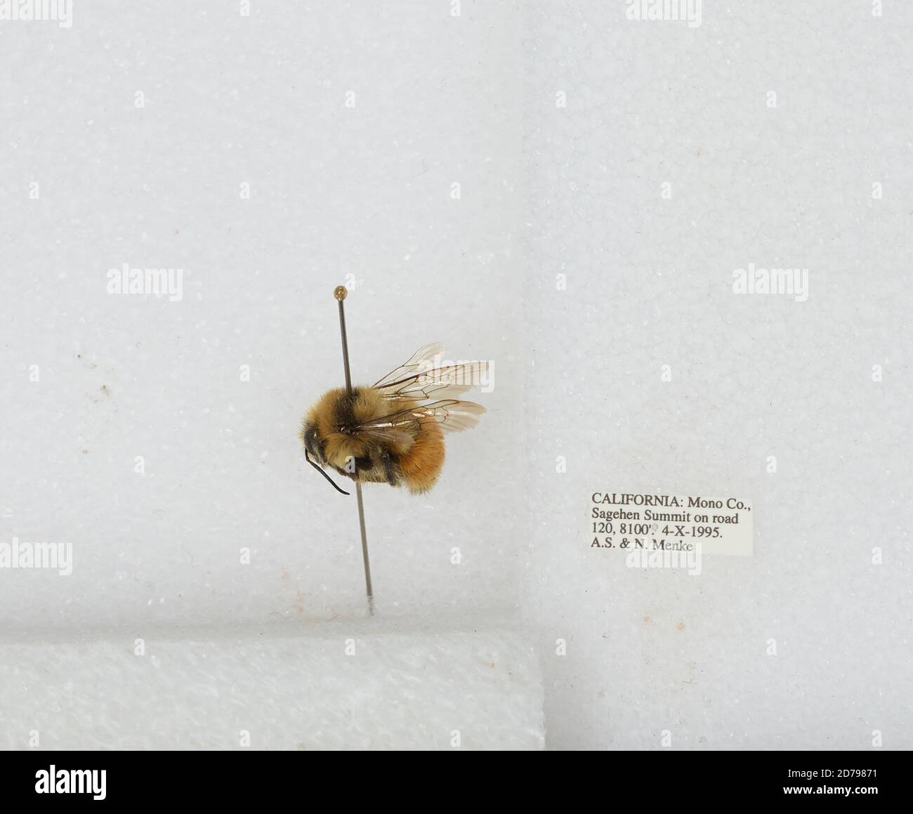 Sagehen Summit on Road 120, Mono, California, United States, Bombus sp ...