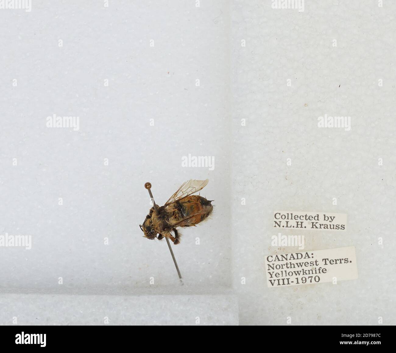 Yellowknife, Northwest Territories, Canada, Bombus sp., Animalia ...