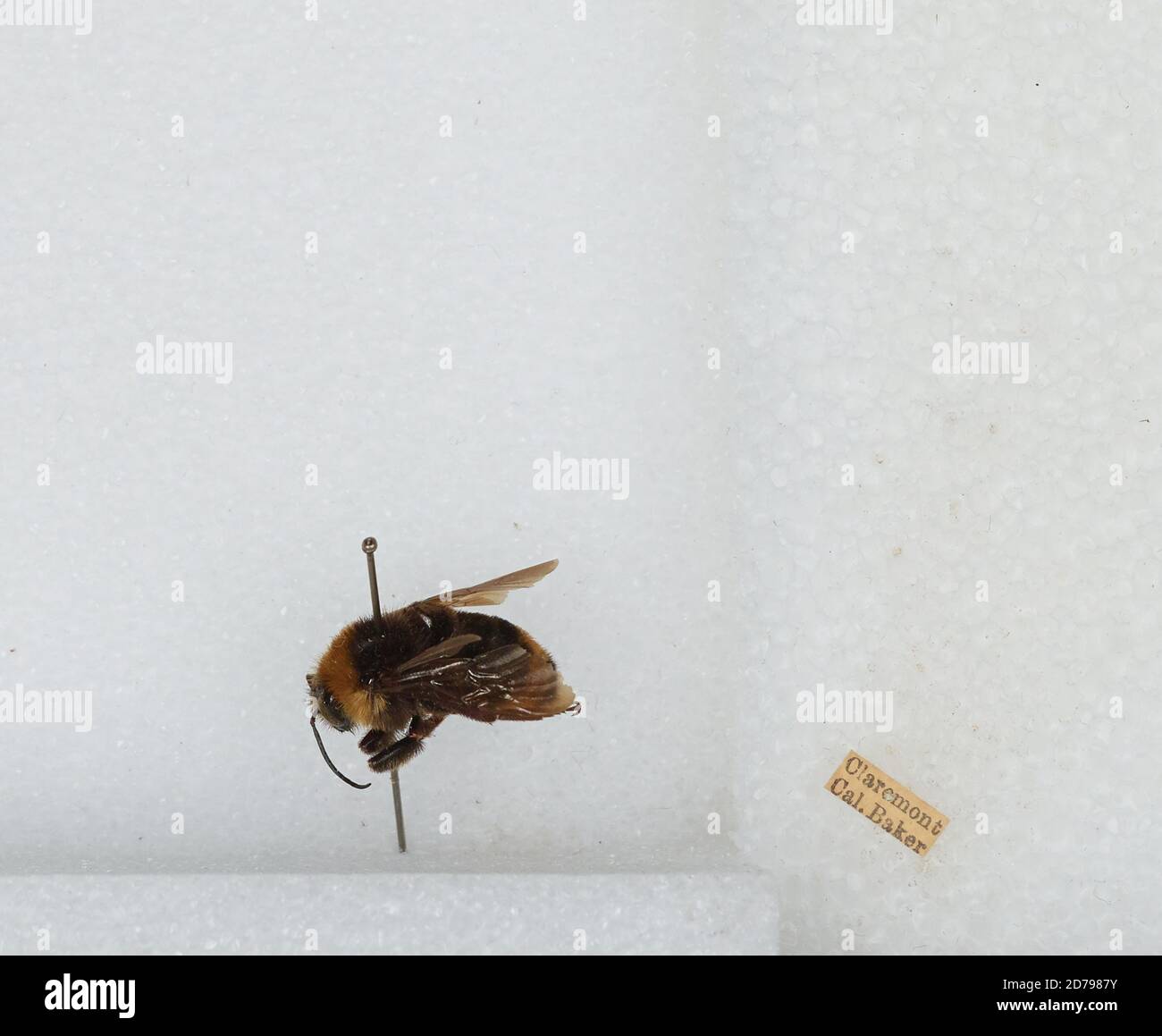 Claremont, Los Angeles, California, United States, Bombus sp., Animalia ...