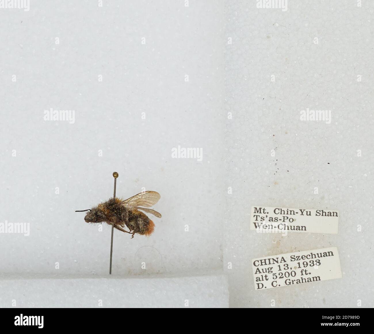 Mt. Chin-Yu Shan, Ts'as-Po, Wenchuan Xian, Sichuan, China, Bombus sp ...