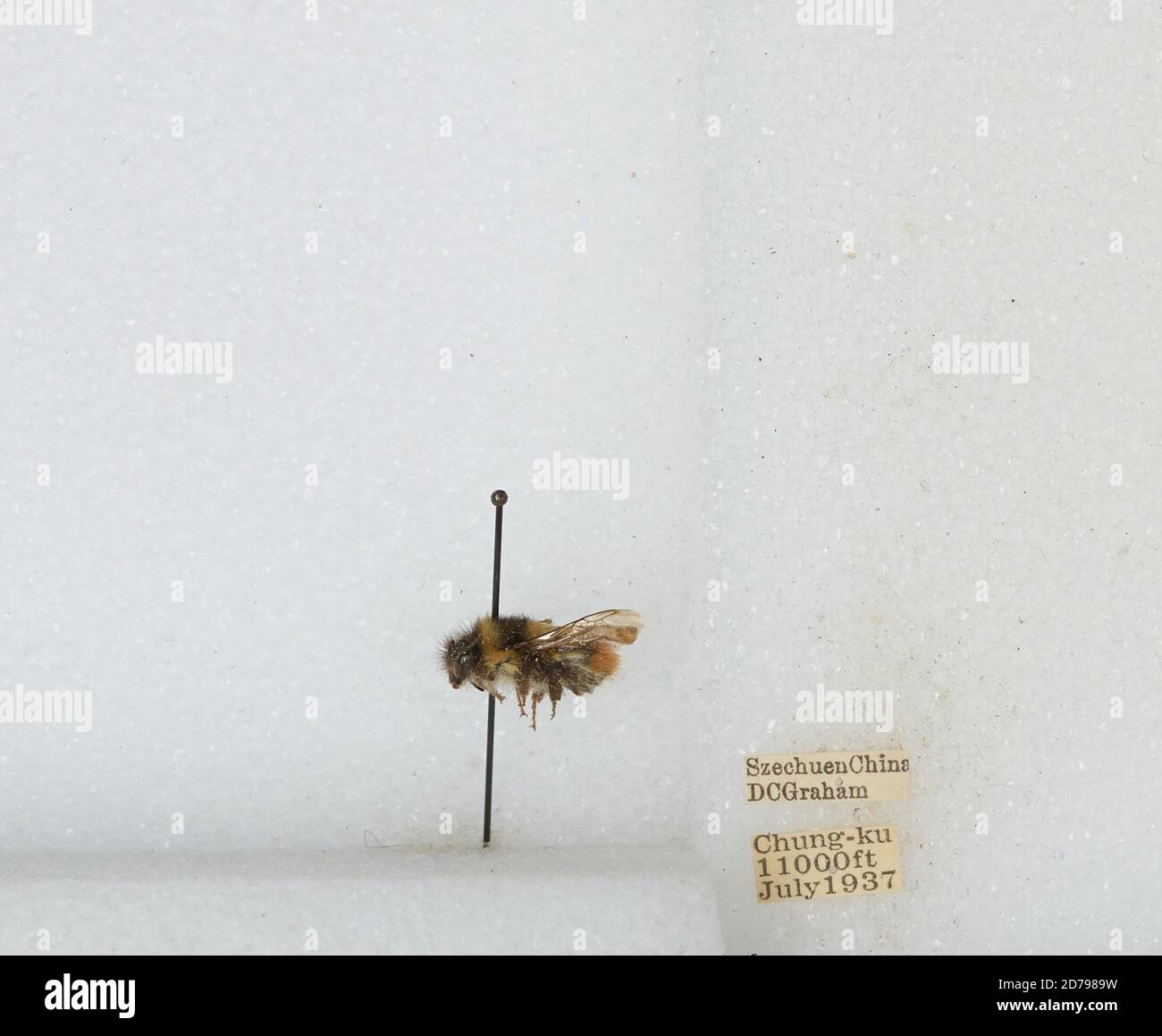 Chung-ku, Sichaun, China, Bombus sp., Animalia, Arthropoda, Insecta ...