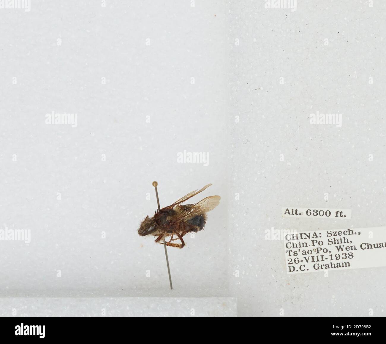 Chin Po Shih, Ts'ao Po, Wenchuan Xian, Sichuan, China, Bombus sp ...