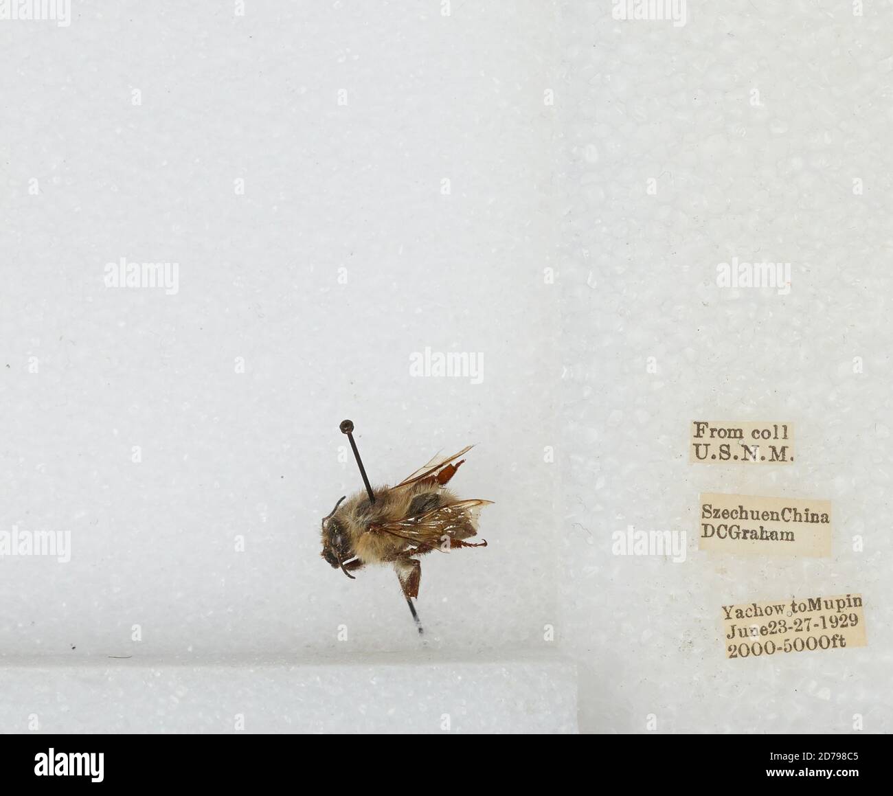 Yucheng to Muping, Sichuan, China, Bombus sp., Animalia, Arthropoda ...