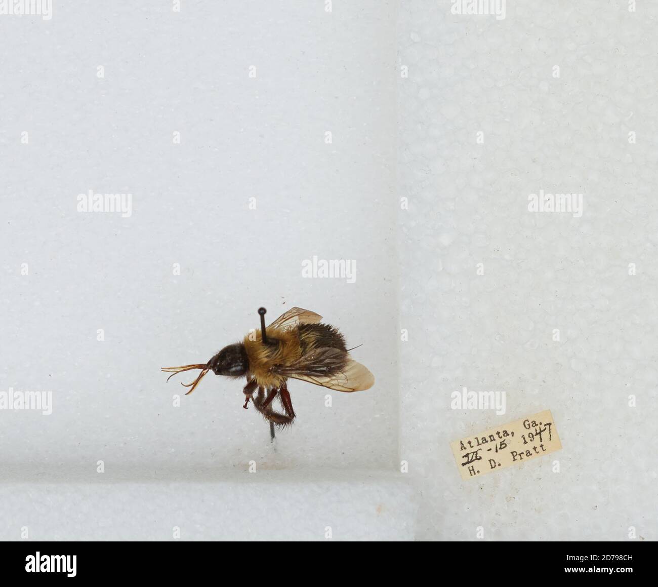 Atlanta, Fulton, Georgia, United States, Bombus sp., Animalia ...