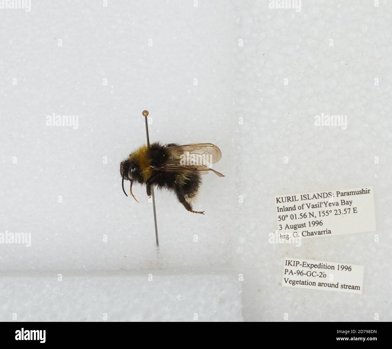 Paramushir Island, Inland of Vasil' Yeva Bay, Kuril Islands, Sakhalin ...