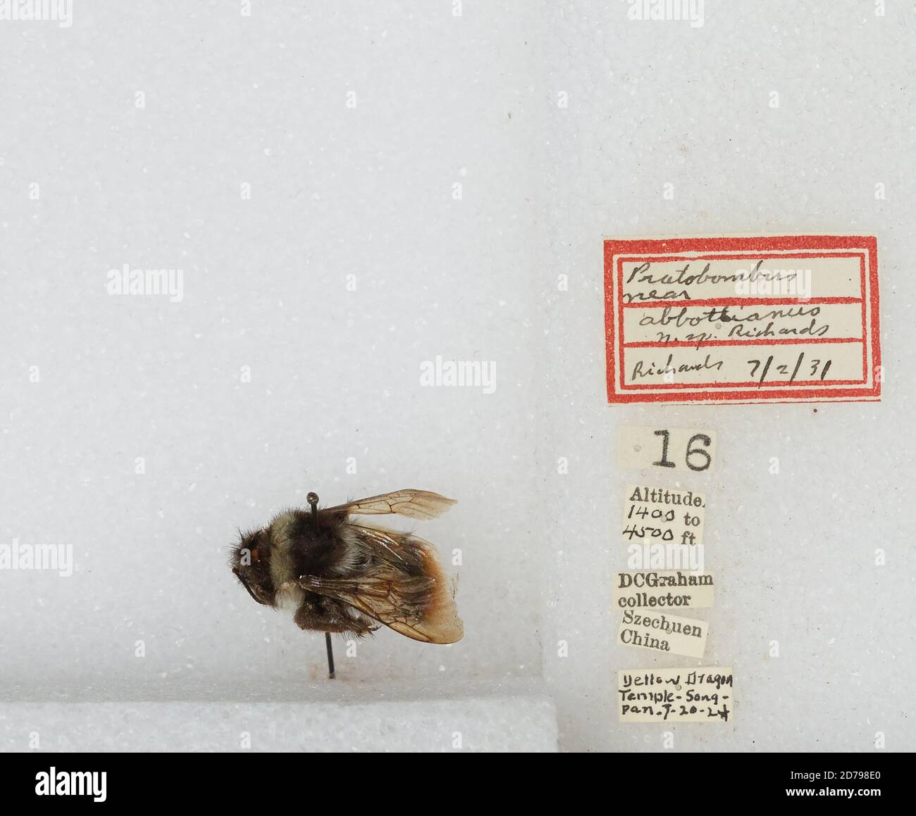 Yellow Dragon Temple Songpan, Sichuan, China, Bombus sp., Animalia ...