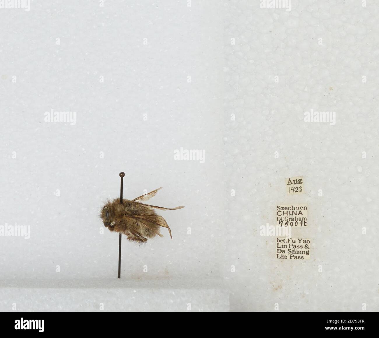 Between Fu Yao Lin Pass & Da Shiang Lin Pass, Sichuan, China, Bombus sp ...