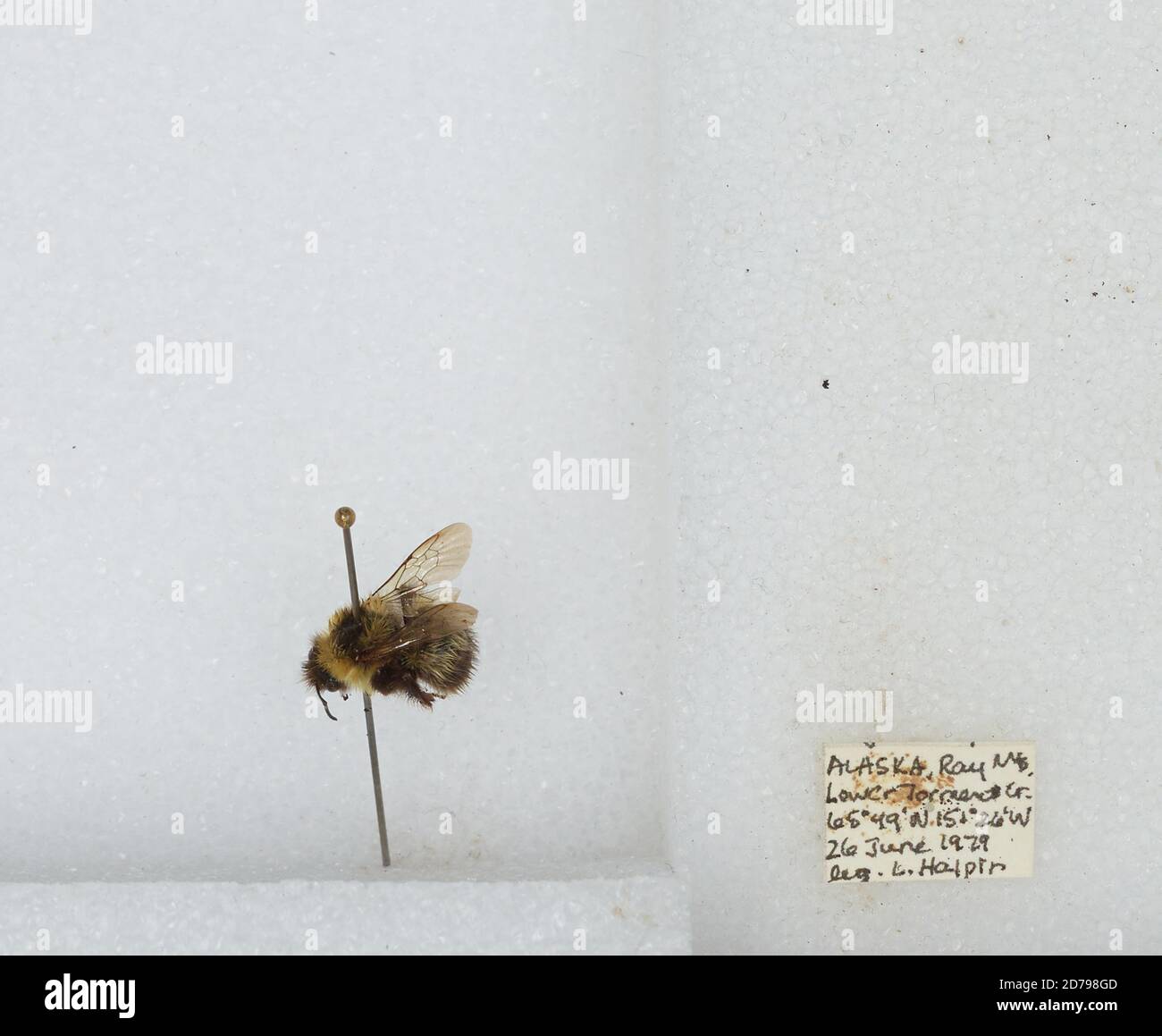 Ray Mountains, Lower Torment Creek, Yukon-Koyukuk, Alaska, United ...