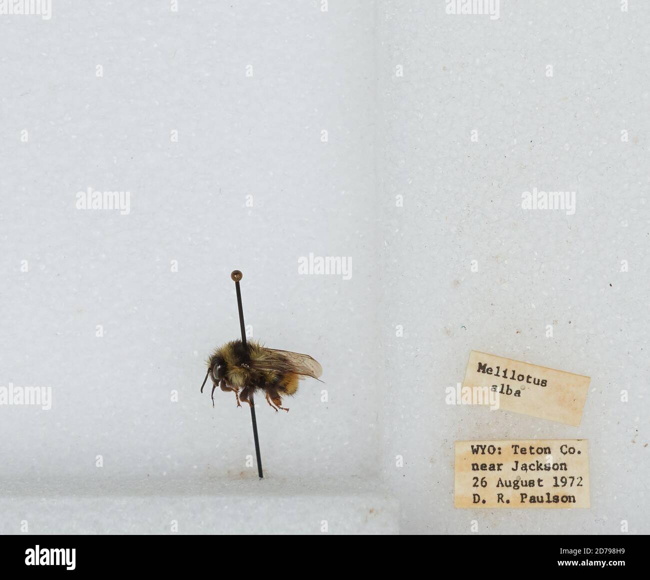 near Jackson, Teton, Wyoming, United States, Bombus sp., Animalia ...