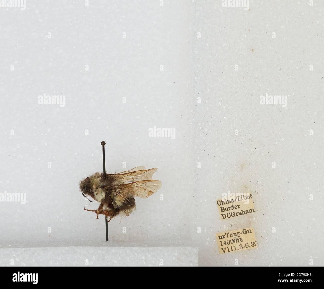 China-Tibet Border near Tang-Gu, Sichuan, China, Bombus sp., Animalia ...