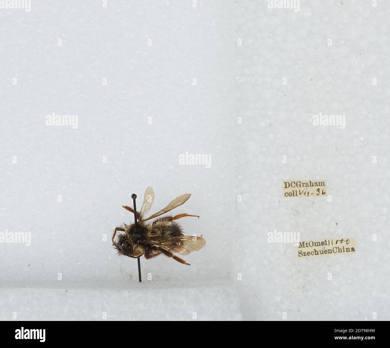 Mount Omei, Sichuan, China, Bombus sp., Animalia, Arthropoda, Insecta ...