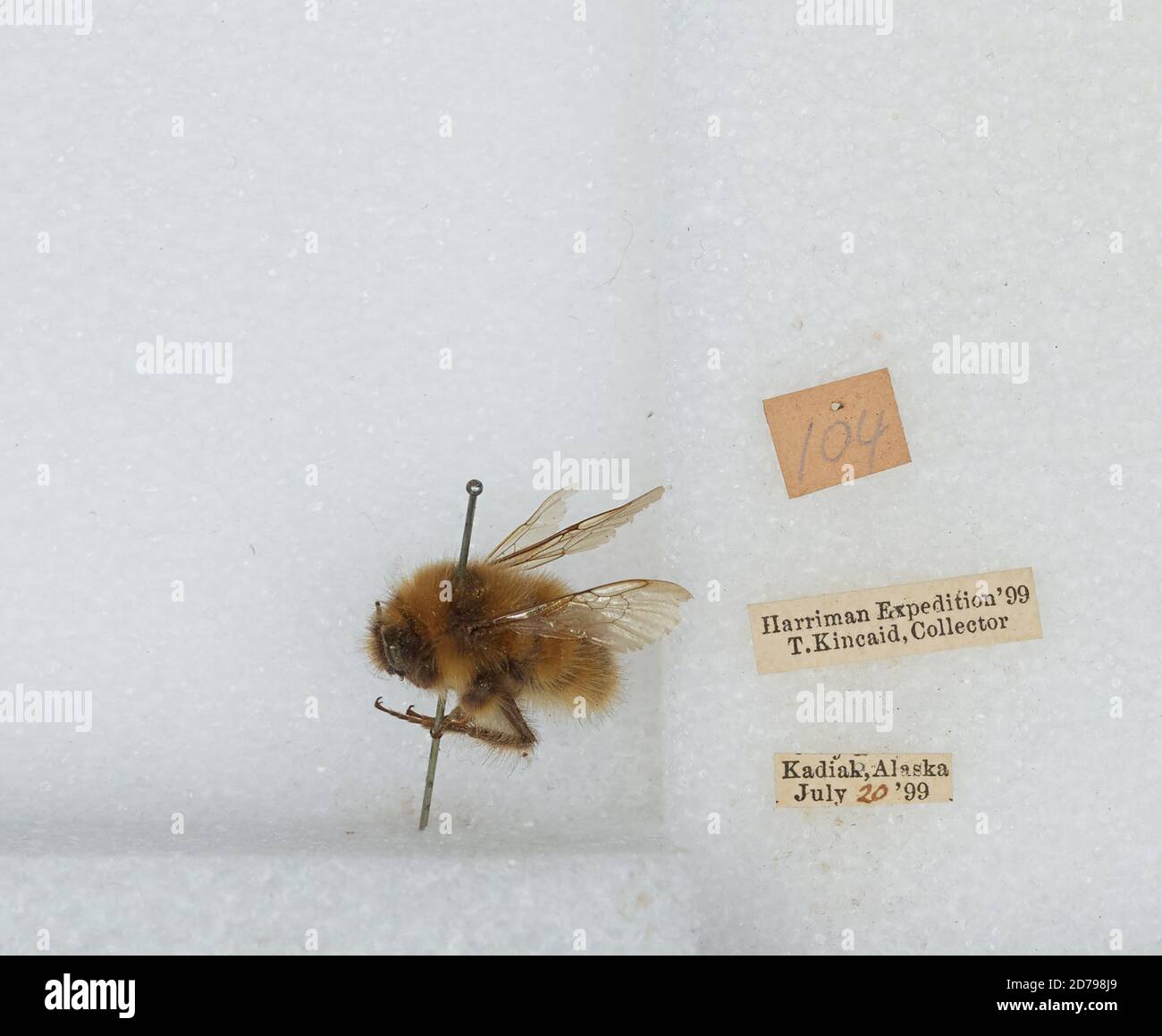 Kodiak, Kodiak Island, Alaska, United States, Bombus sp., Animalia ...