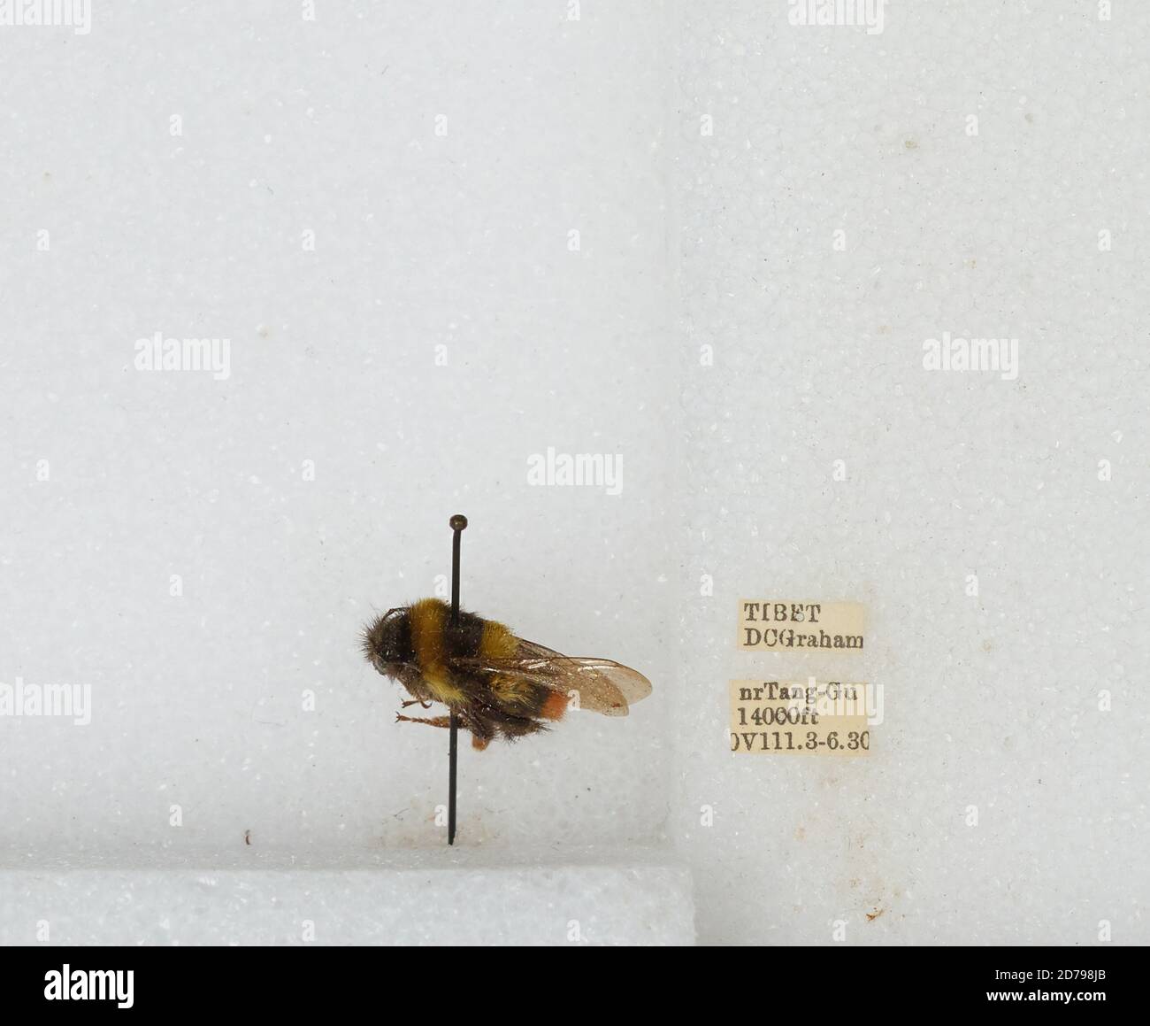 near Tang-Gu, Tibet Autonomous Region, China, Bombus sp., Animalia ...