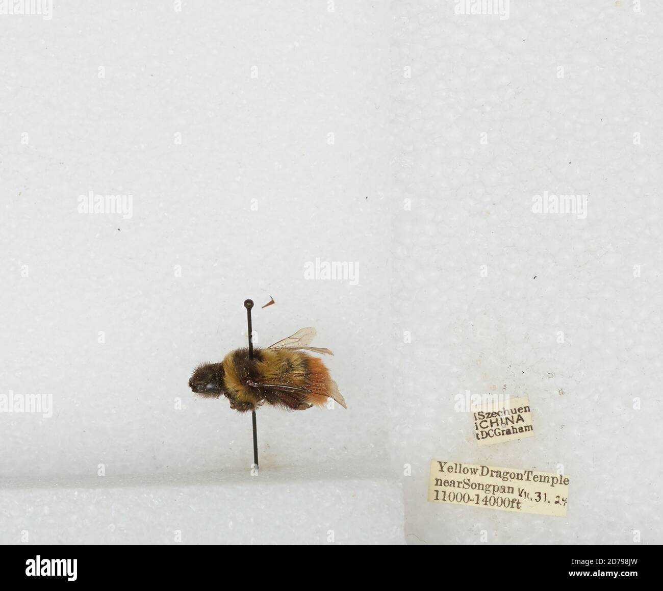 Yellow Dragon Temple near Songpan, Sichuan, China, Bombus sp., Animalia ...