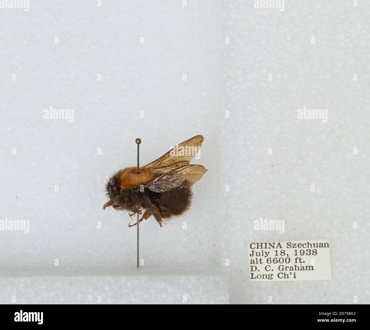Long Ch'i, Sichuan, China, Bombus sp., Animalia, Arthropoda, Insecta ...