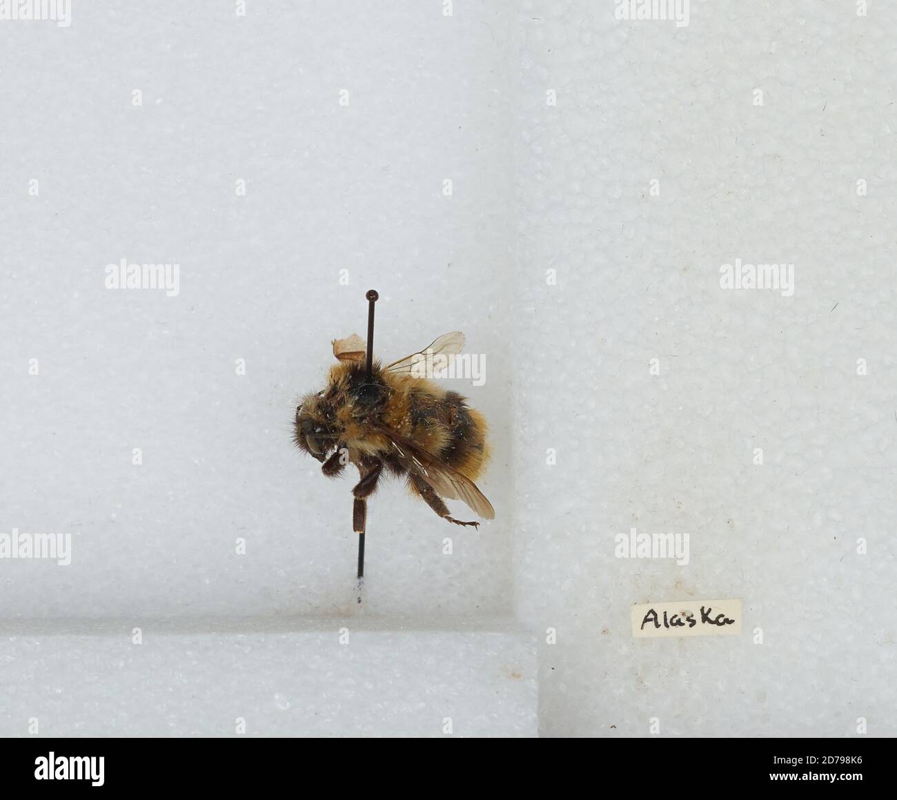 Alaska, United States, Bombus sp., Animalia, Arthropoda, Insecta ...