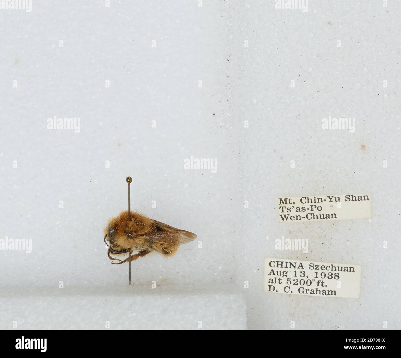 Mt. Chin-Yu Shan Ts'as-Po, Wenchuan Xian, Sichuan, China, Bombus sp ...