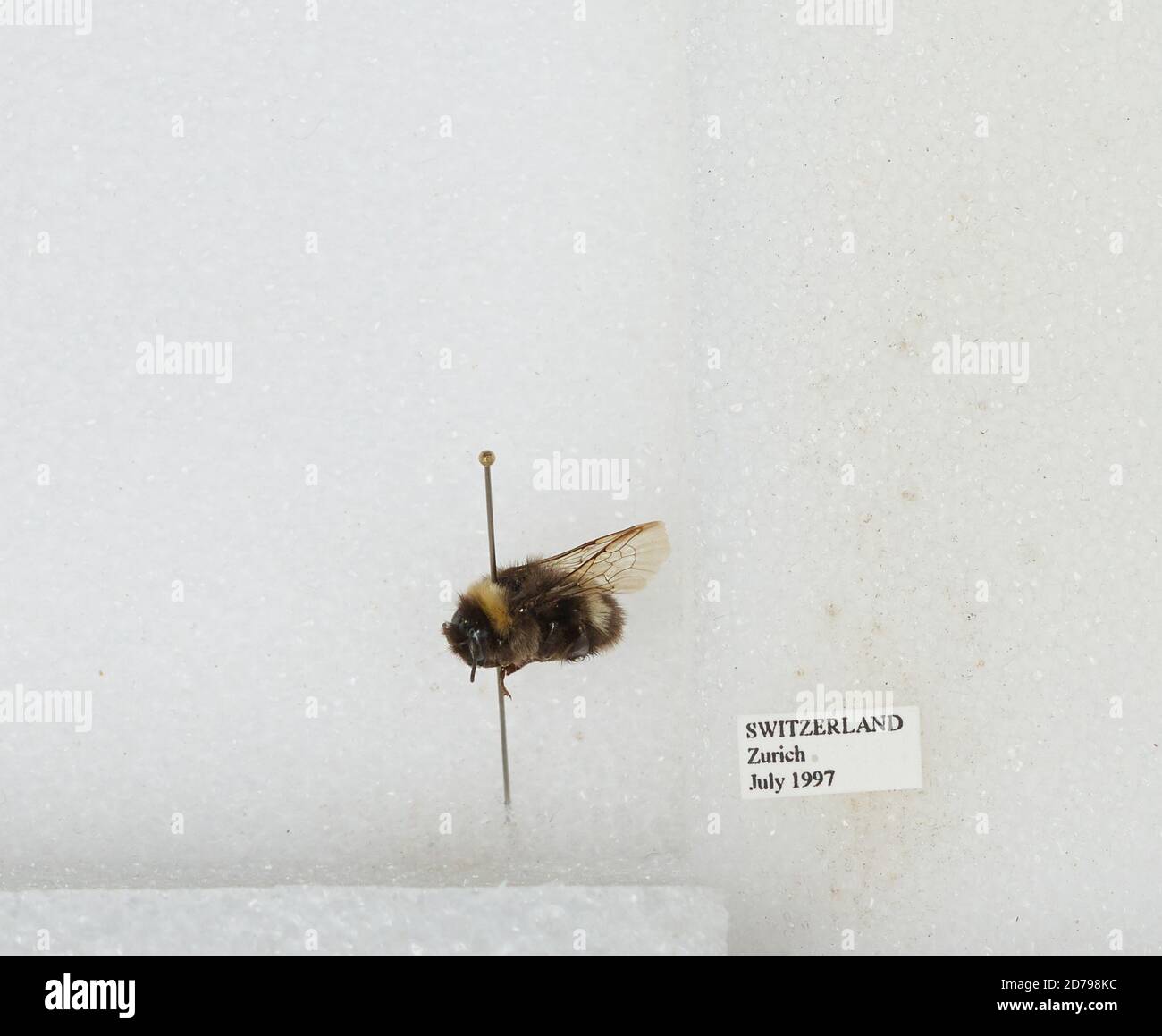 Zurich, Switzerland, Bombus sp., Animalia, Arthropoda, Insecta ...