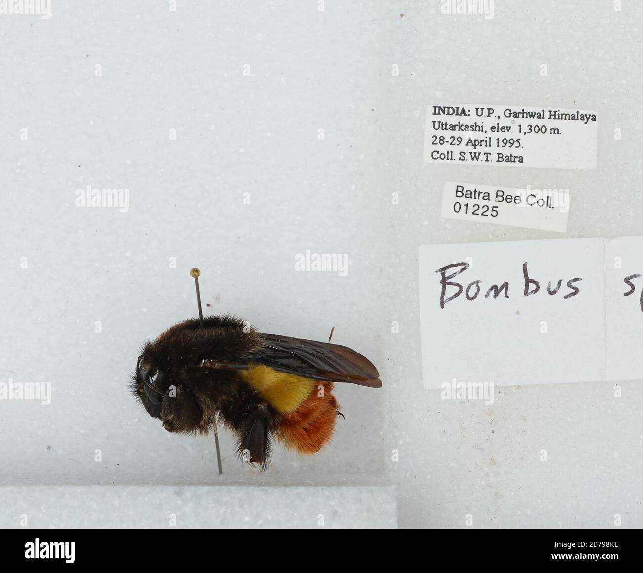 Uttarkashi, Garhwal Himalaya, Uttarakhand, India, Bombus sp., Animalia ...