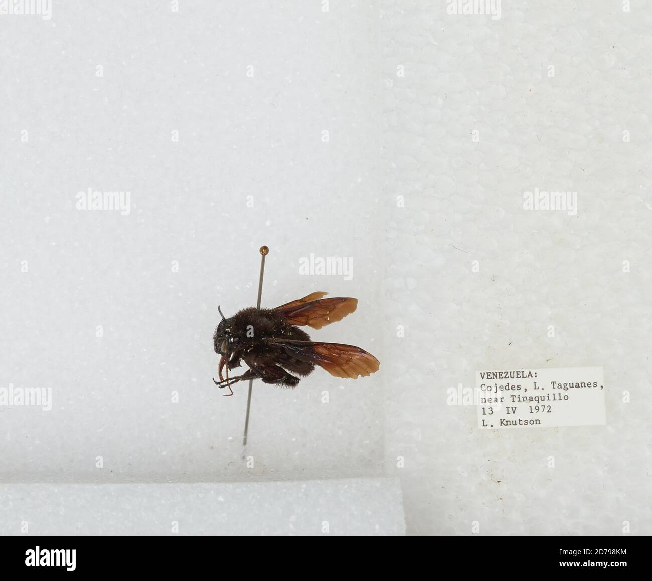 L taguanes near tinaquillo hi-res stock photography and images - Alamy