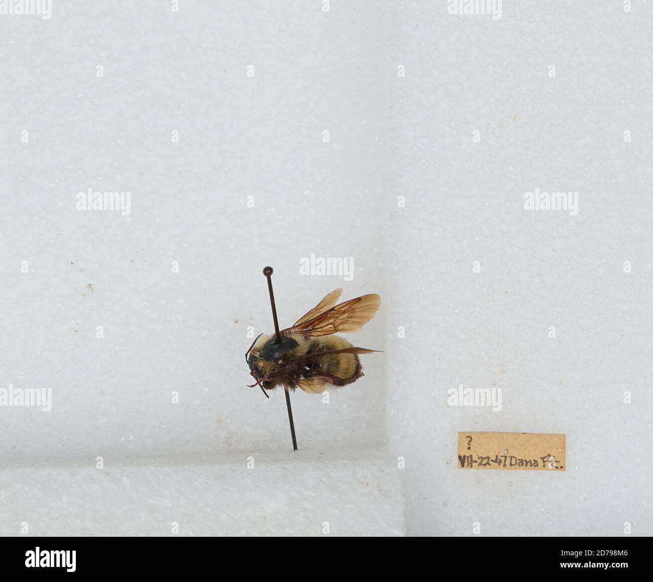 Dana Point, Orange, California, United States, Bombus sp., Animalia ...