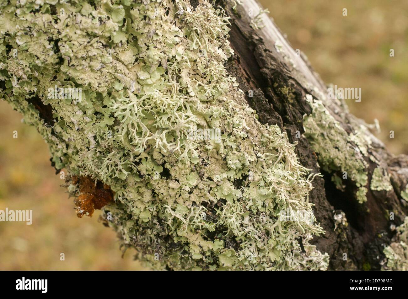 Plum iceland hi-res stock photography and images - Alamy