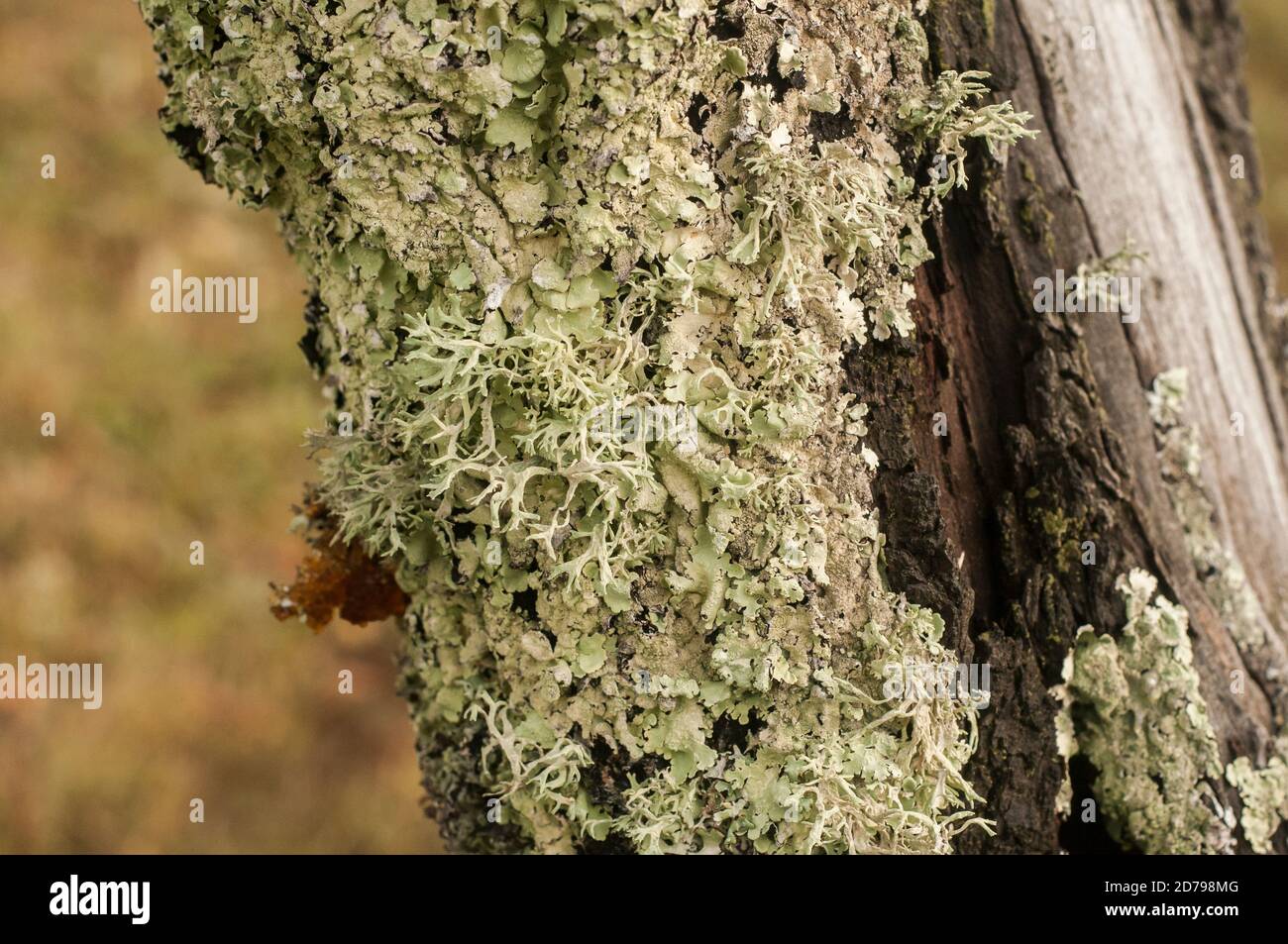 Plum iceland hi-res stock photography and images - Alamy