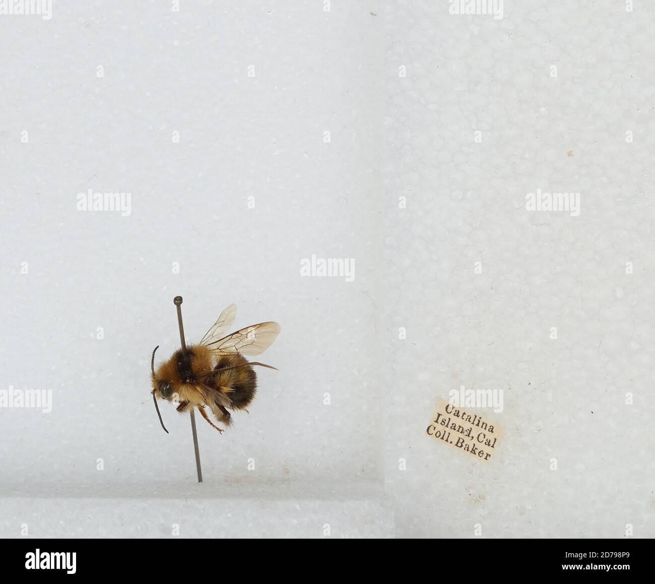 Catalina Island, Los Angeles, California, United States, Bombus sp ...