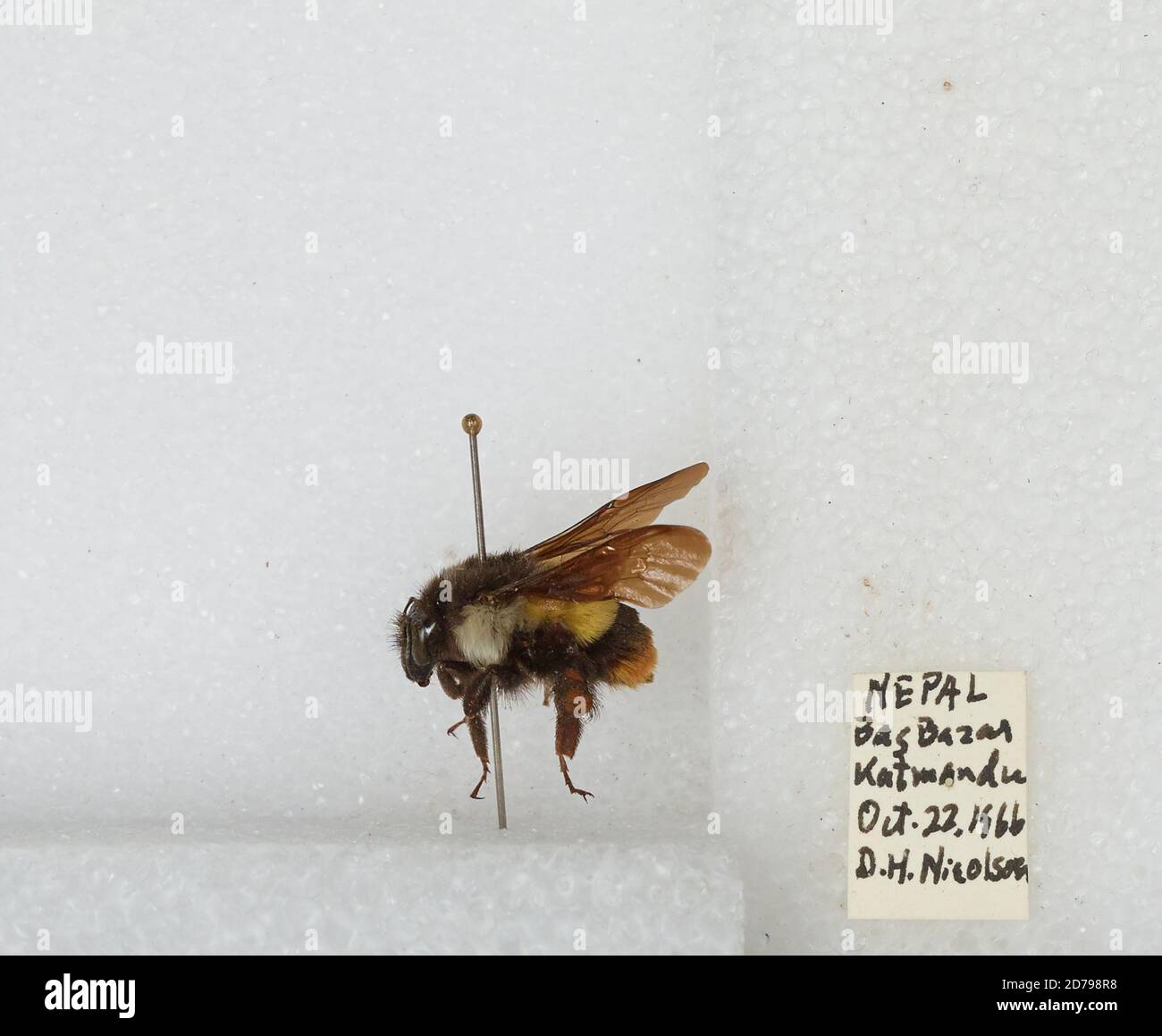 Bas Bazar, Kathmandu, Central Region, Nepal, Bombus sp., Animalia ...