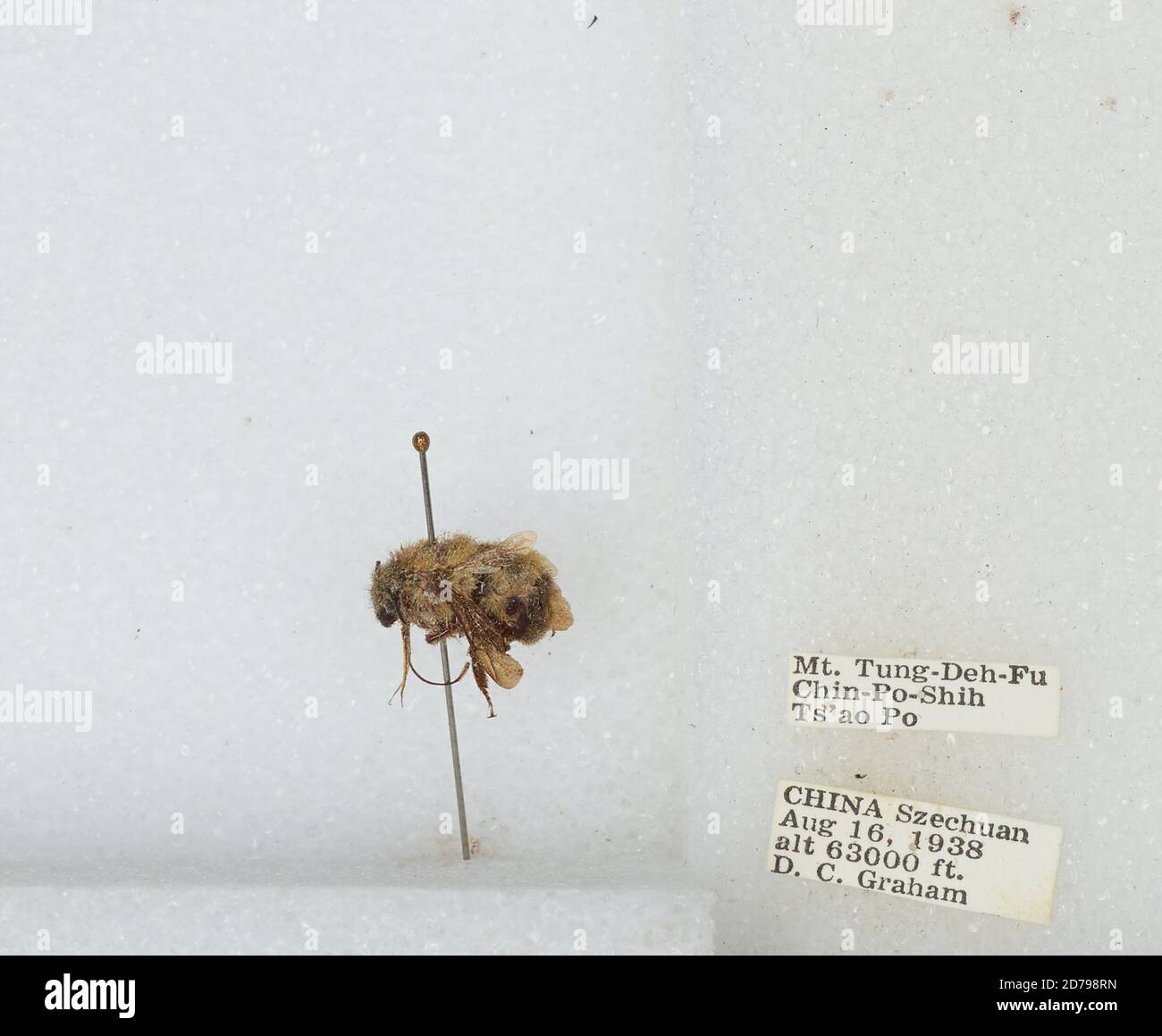 Mt. Tung-Deh-Fu Chin-Po-Shih Ts'ao Po, Sichuan, China, Bombus sp ...