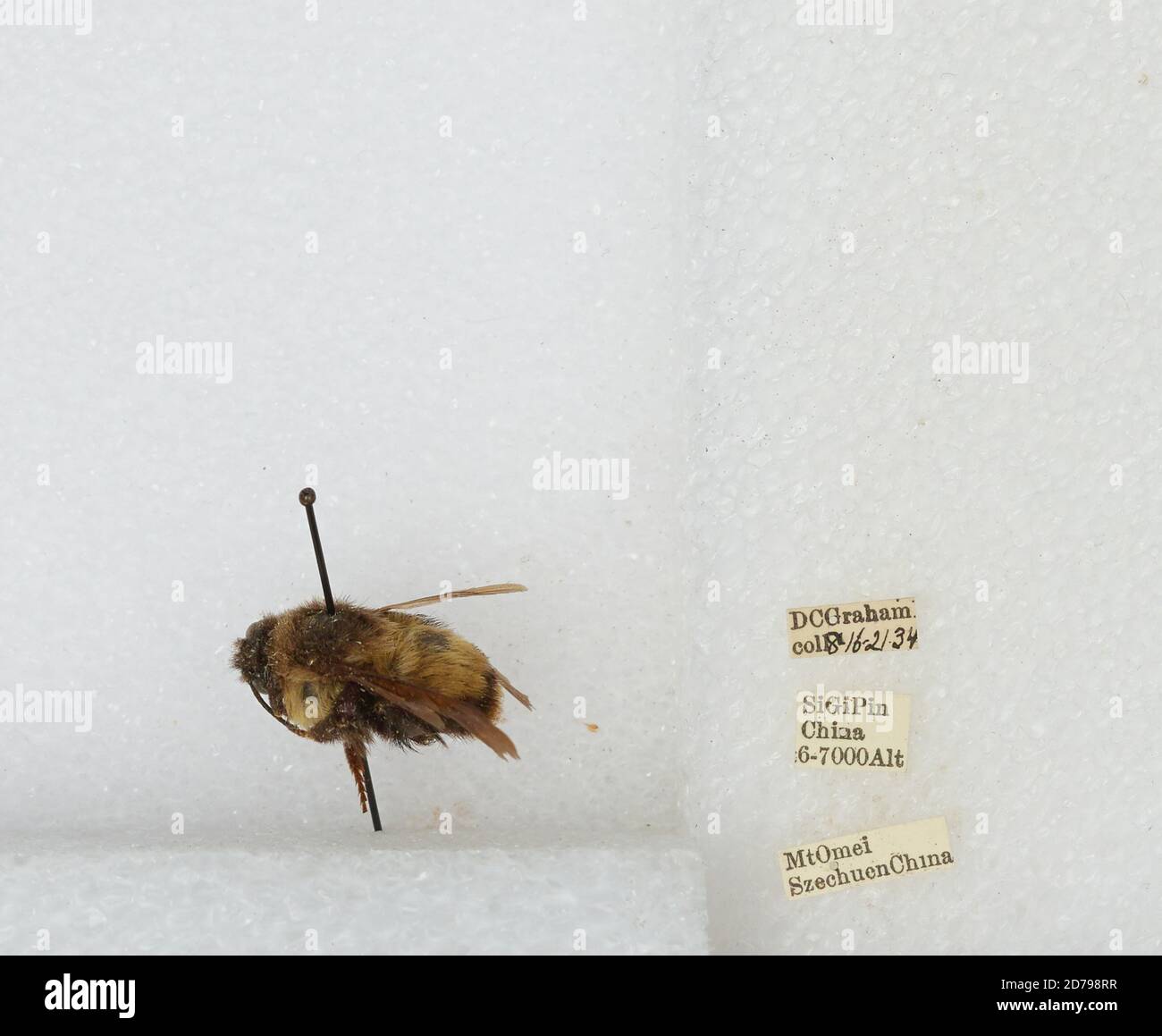 Si Gi Pin Mount Emei, Sichuan, China, Bombus sp., Animalia, Arthropoda ...