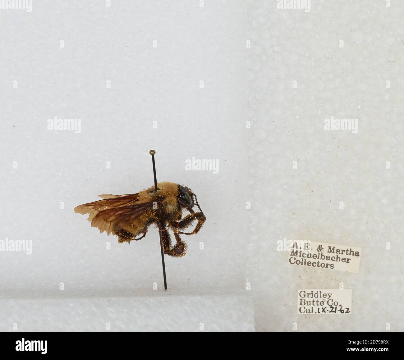 Gridley, Butte, California, United States, Bombus sp., Animalia ...