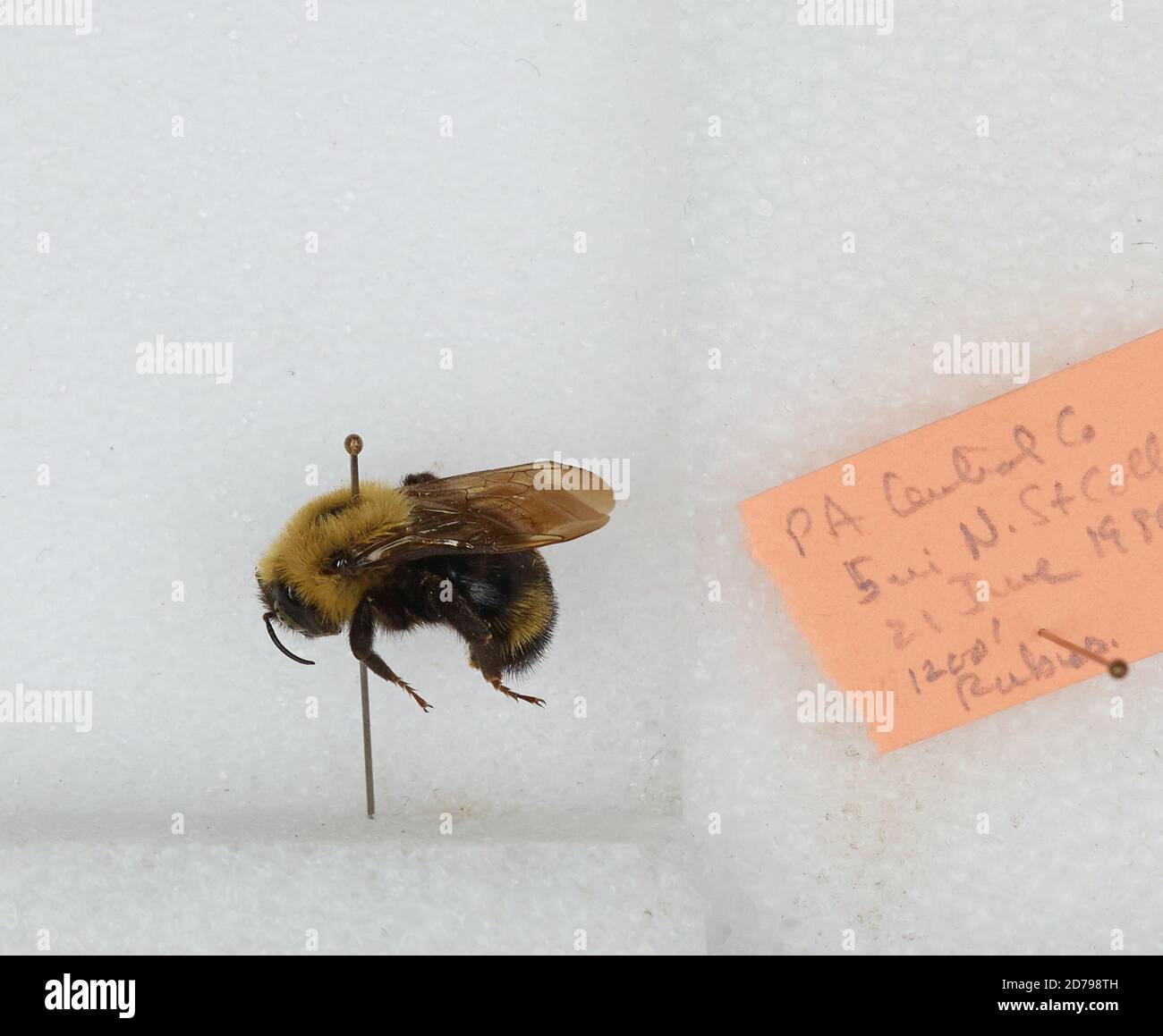 5 miles North of State College, Centre, United States, Bombus sp ...