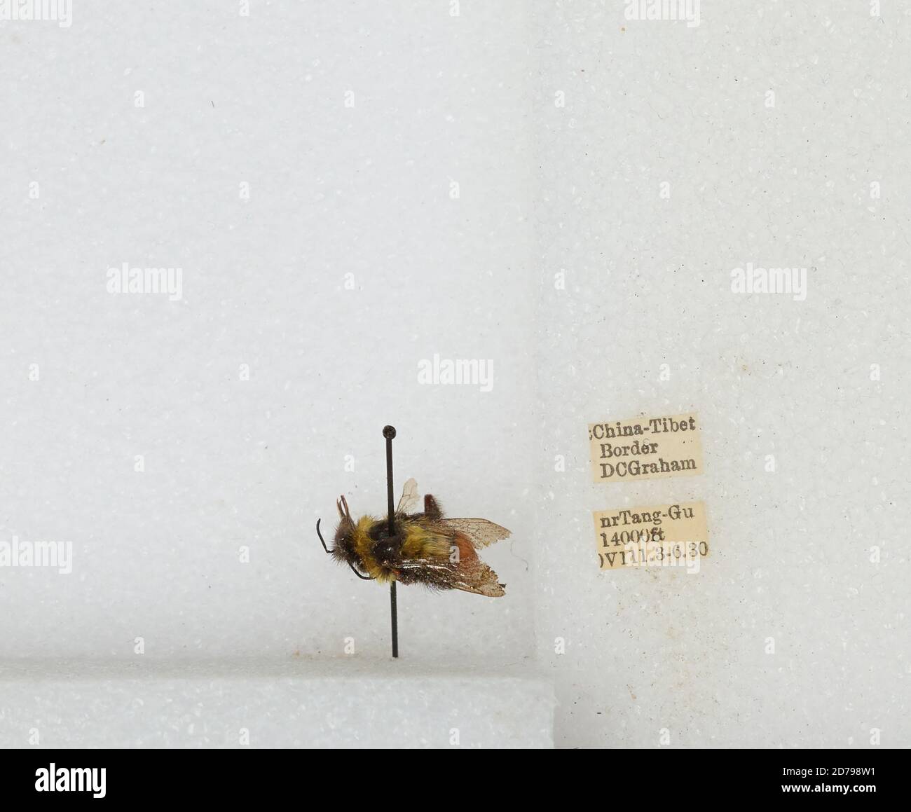 China-Tibet Border near Tang-Gu, China, Bombus sp., Animalia ...