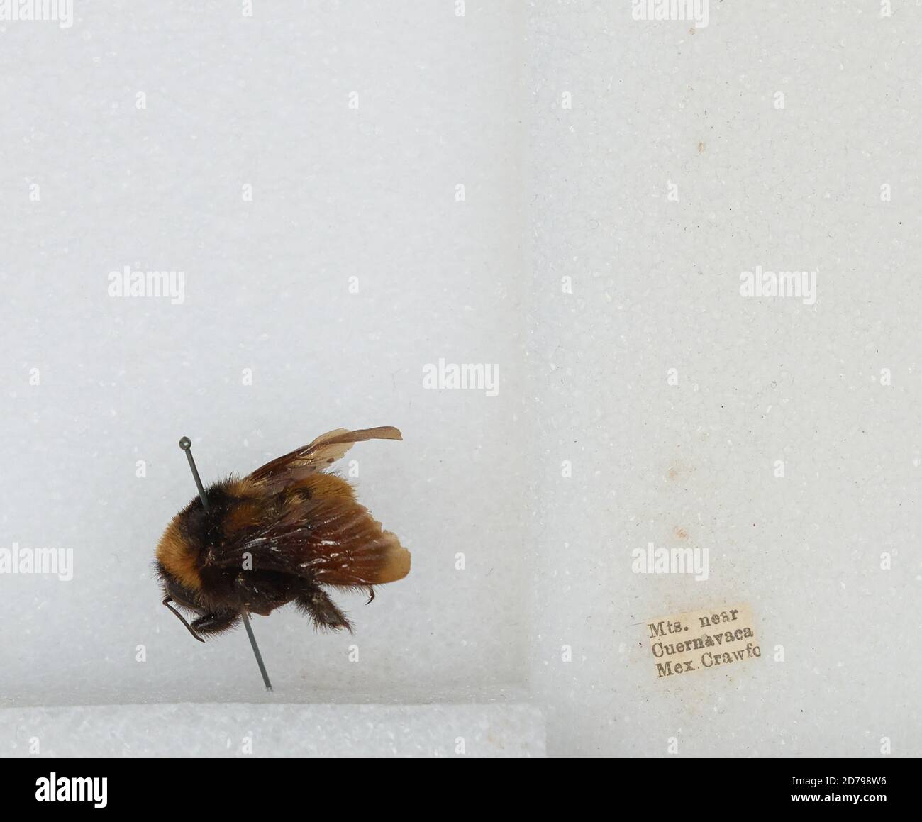 Mountains near Cuernavaca, Morelos, Mexico, Bombus sp., Animalia ...