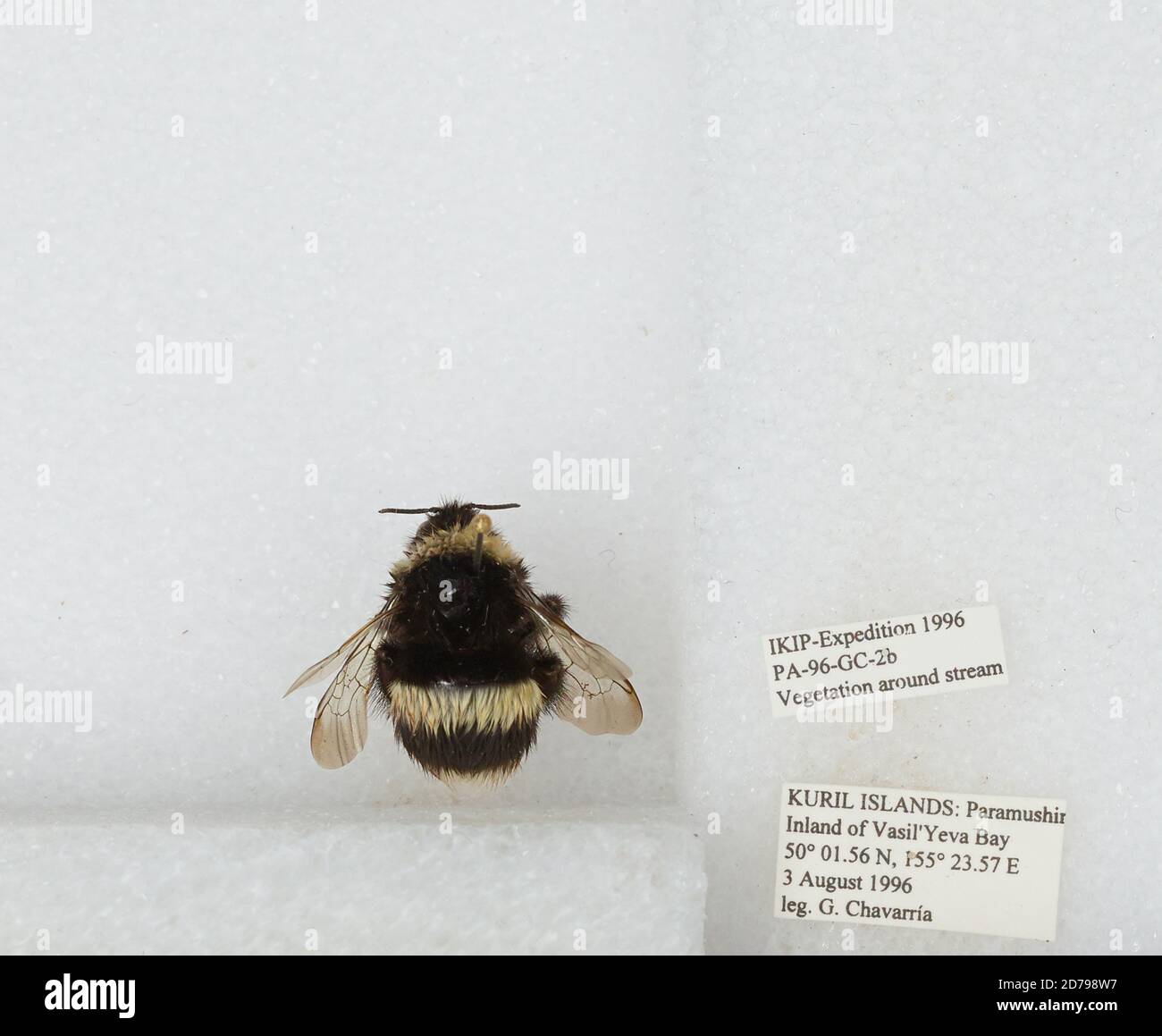Paramushir Island, Inland of Vasil' Yeva Bay, Kuril Islands, Sakhalin ...
