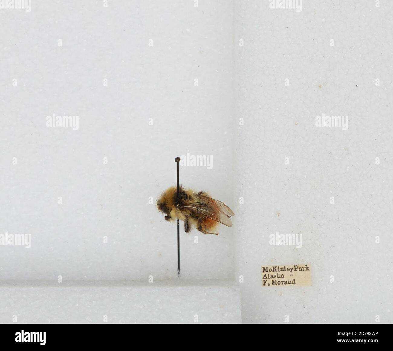 McKinley Park, Denali, Alaska, United States, Bombus sp., Animalia ...