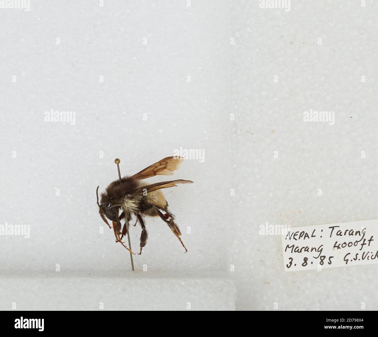 Tarang Marang, Western Region, Nepal, Bombus sp., Animalia, Arthropoda ...