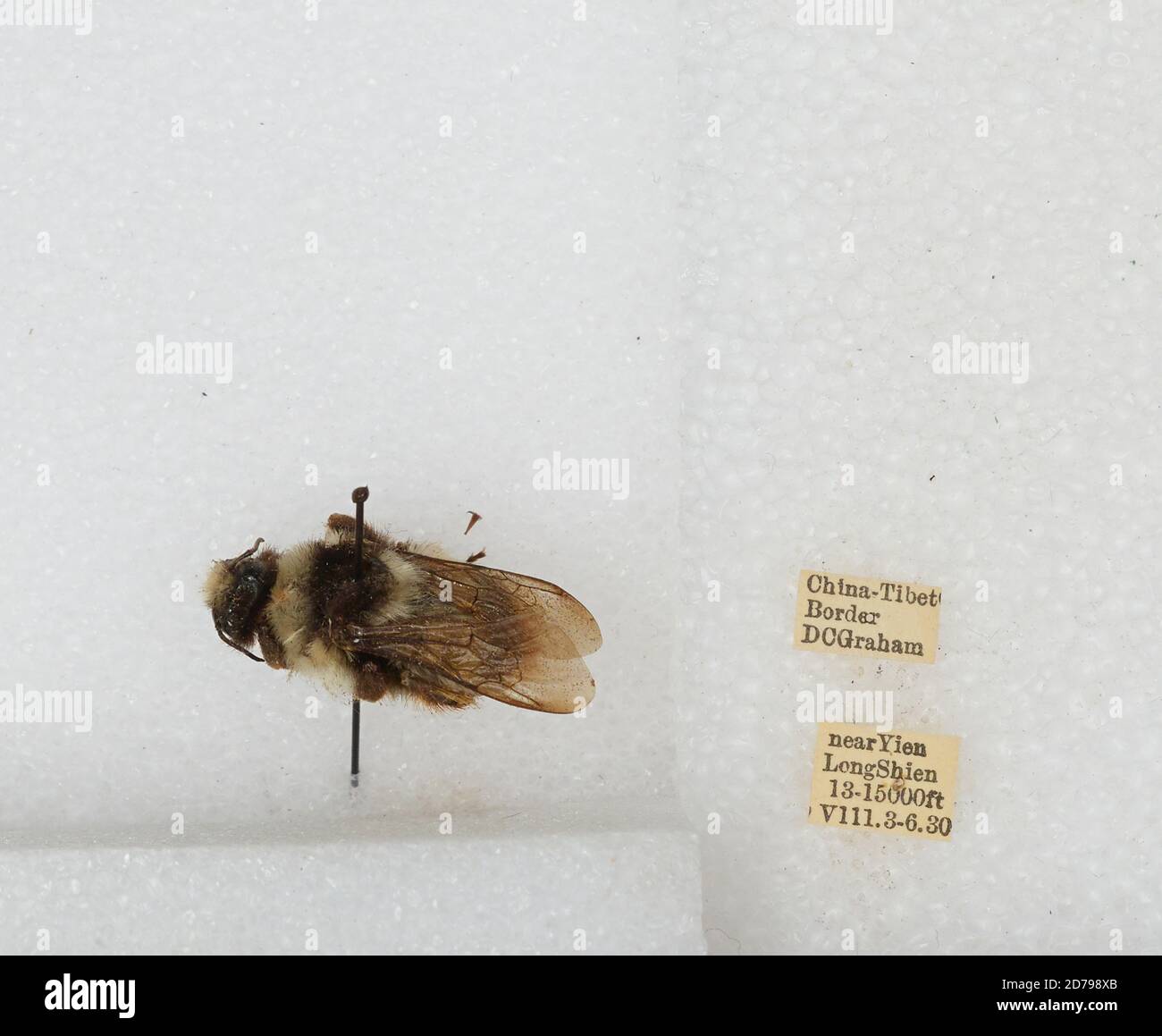 near Yien Long Shien, China Tibet border, China, Bombus sp., Animalia ...