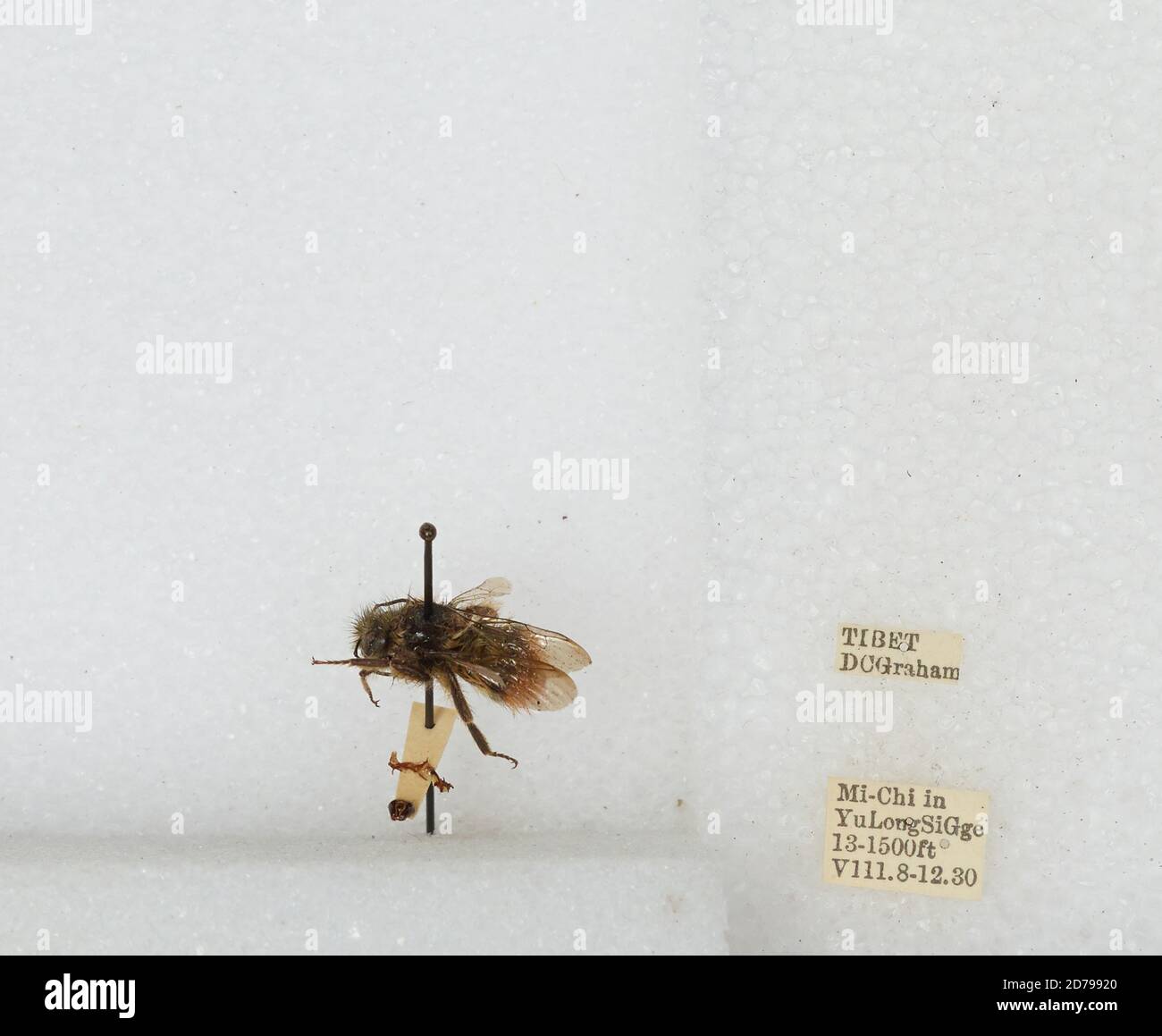 Mi-Chi in Yu Long Si Gorge, Tibet Autonomous Region, China, Bombus sp ...